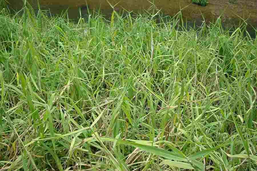 EXCLUSIVO: Capim de Angola será transformado em fertilizante para ...